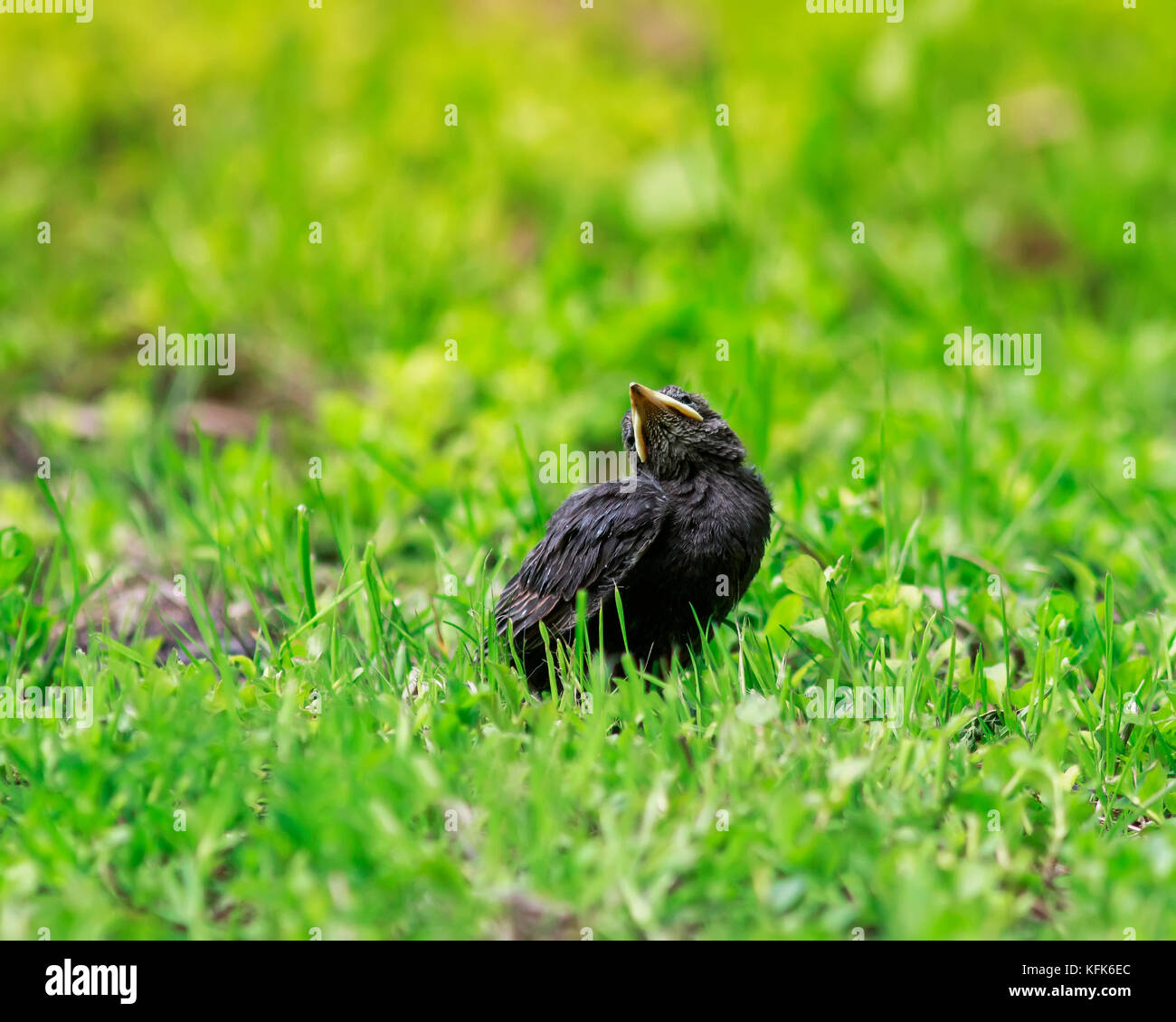 Cries beak hi-res stock photography and images - Alamy