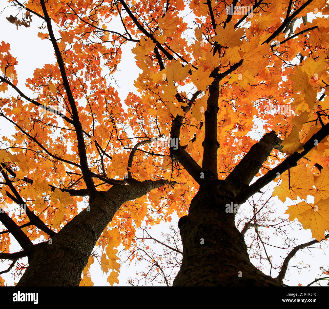the crown of maple tree in autumn, bright Golden foliage on sky ...
