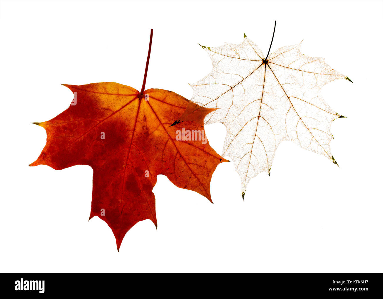 crumbling tracery and gold maple leaf delicate transparent template ...