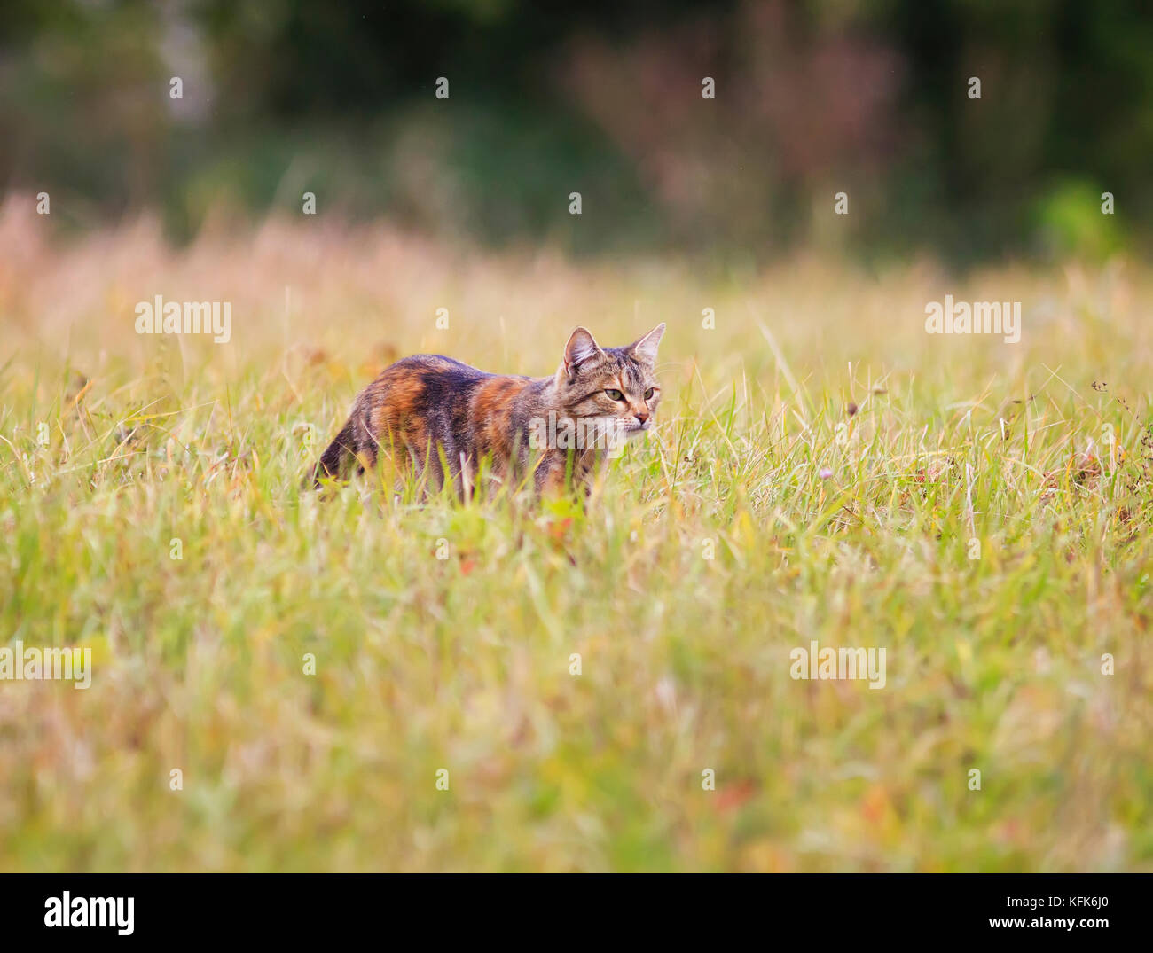 cute tabby cat walking on the grass hard hunting in the summer Stock ...