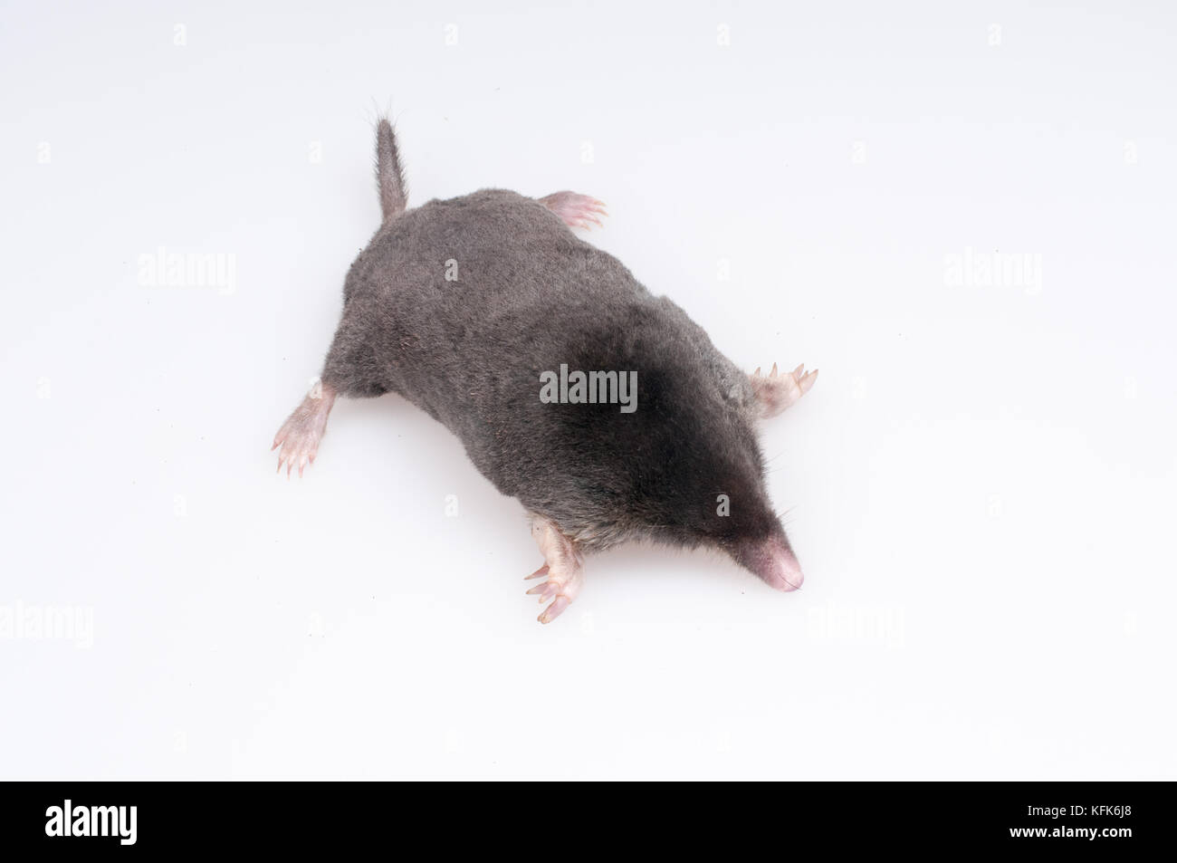 Mole on white background- studio shot Stock Photo - Alamy