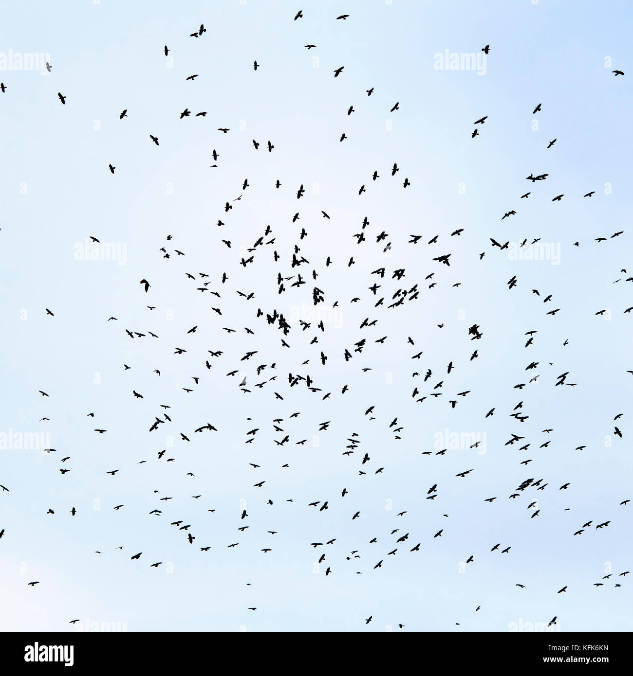 a large flock of black birds, rooks circling high in the blue sky ...