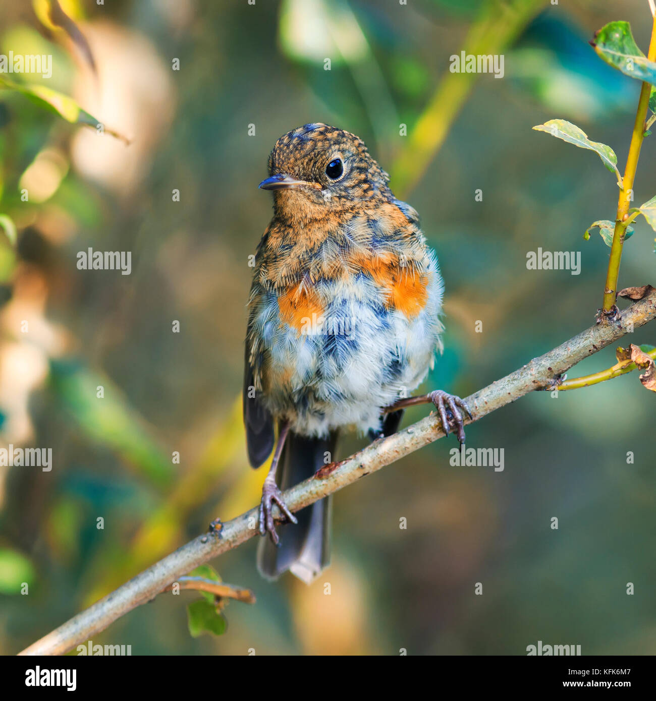 a funny little bird Robins sitting in autumn the colourful garden, on a ...