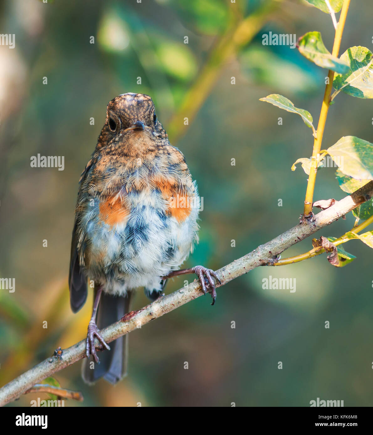 a funny little bird Robins sitting in autumn the colourful garden, on a ...