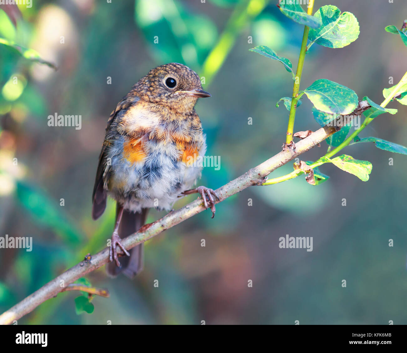 a funny little bird Robins sitting in autumn the colourful garden, on a ...
