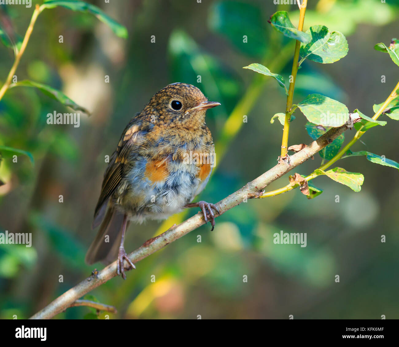 a funny little bird Robins sitting in autumn the colourful garden, on a ...