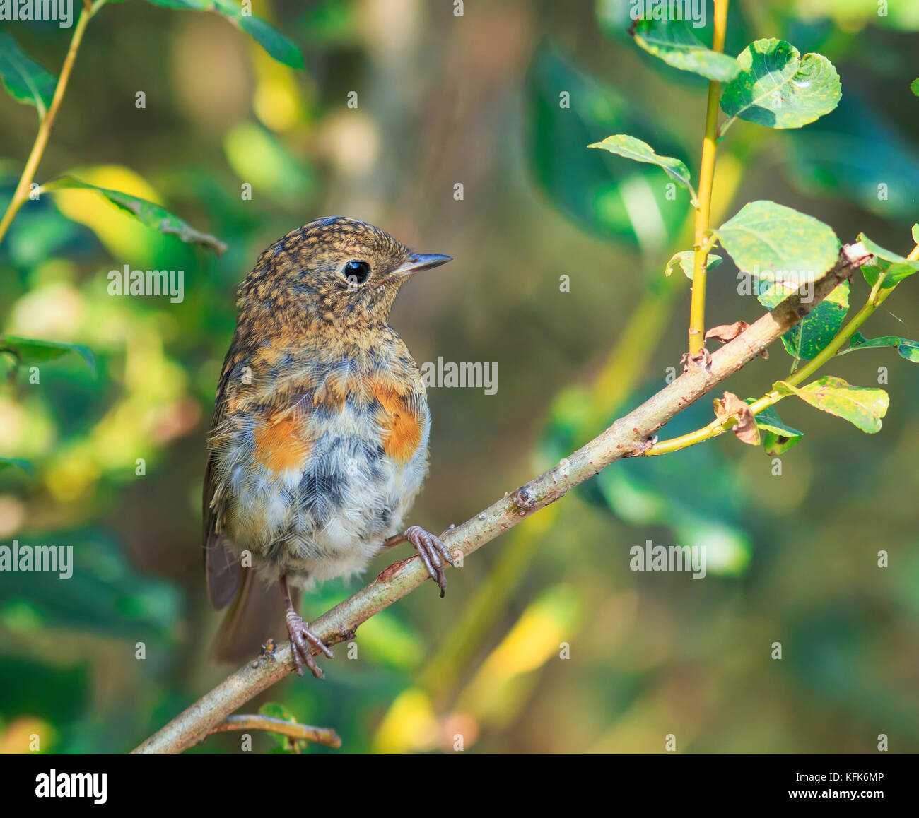 a funny little bird Robins sitting in autumn the colourful garden, on a ...