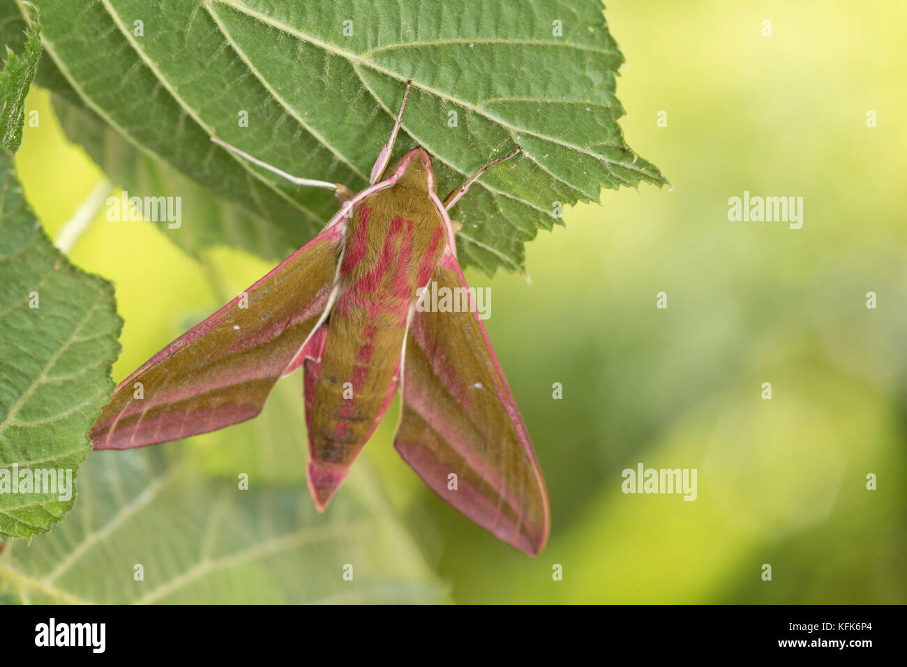 Elephant Hawk-moth (Deilephila elpenor Stock Photo - Alamy