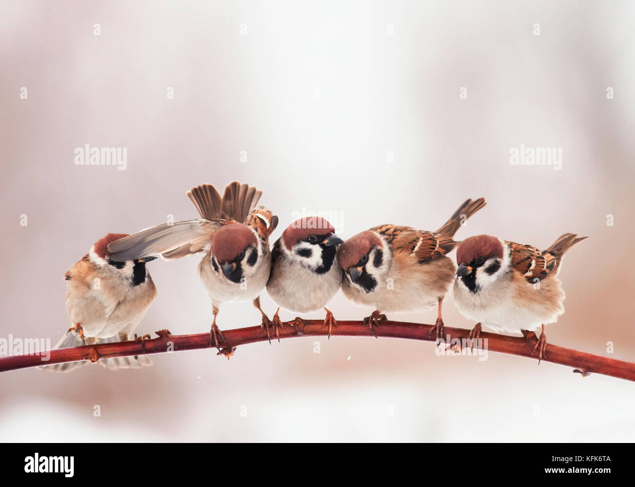 Funny bird flying garden hi-res stock photography and images - Alamy