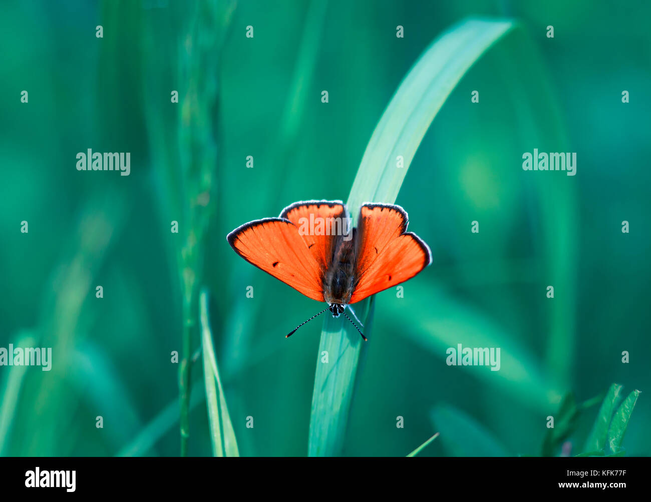 bright beautiful orange butterfly sitting on the grass in shades of ...