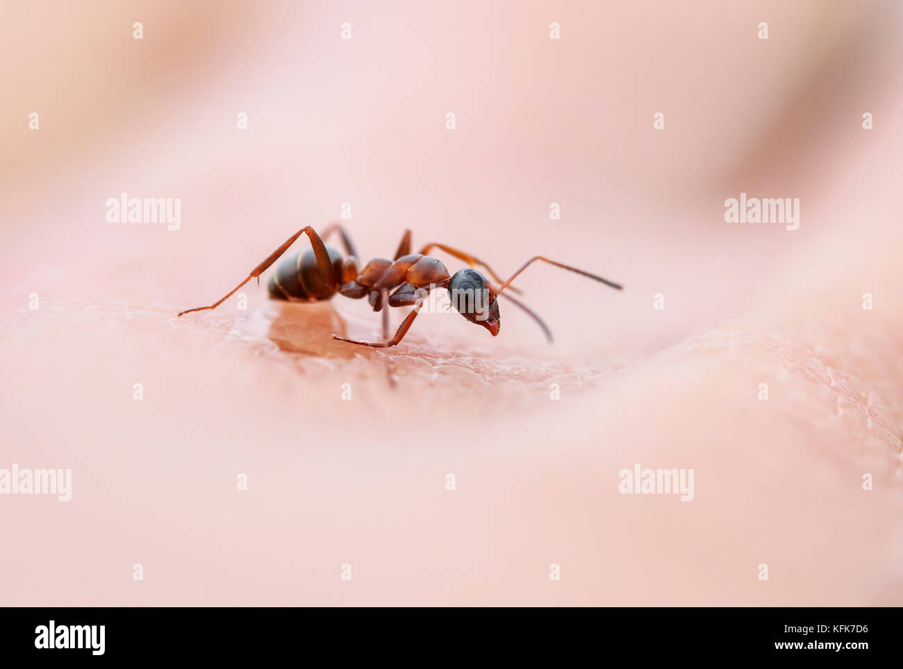 Ant Attack Stock Photos & Ant Attack Stock Images - Alamy