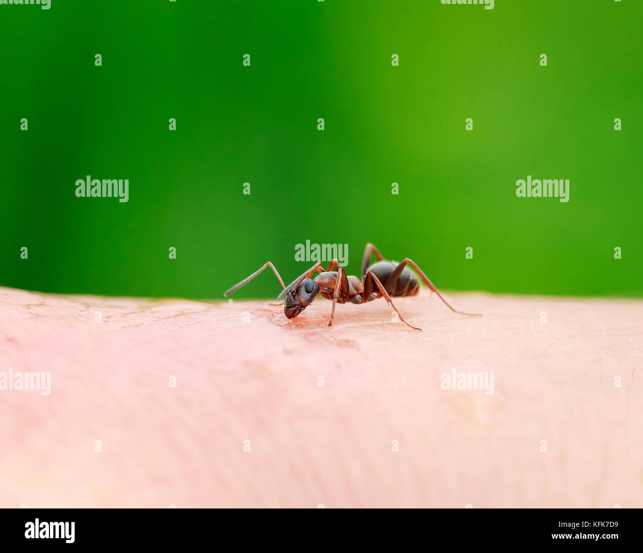 a small insect harmful brown ant crawling on the skin of the human hand ...