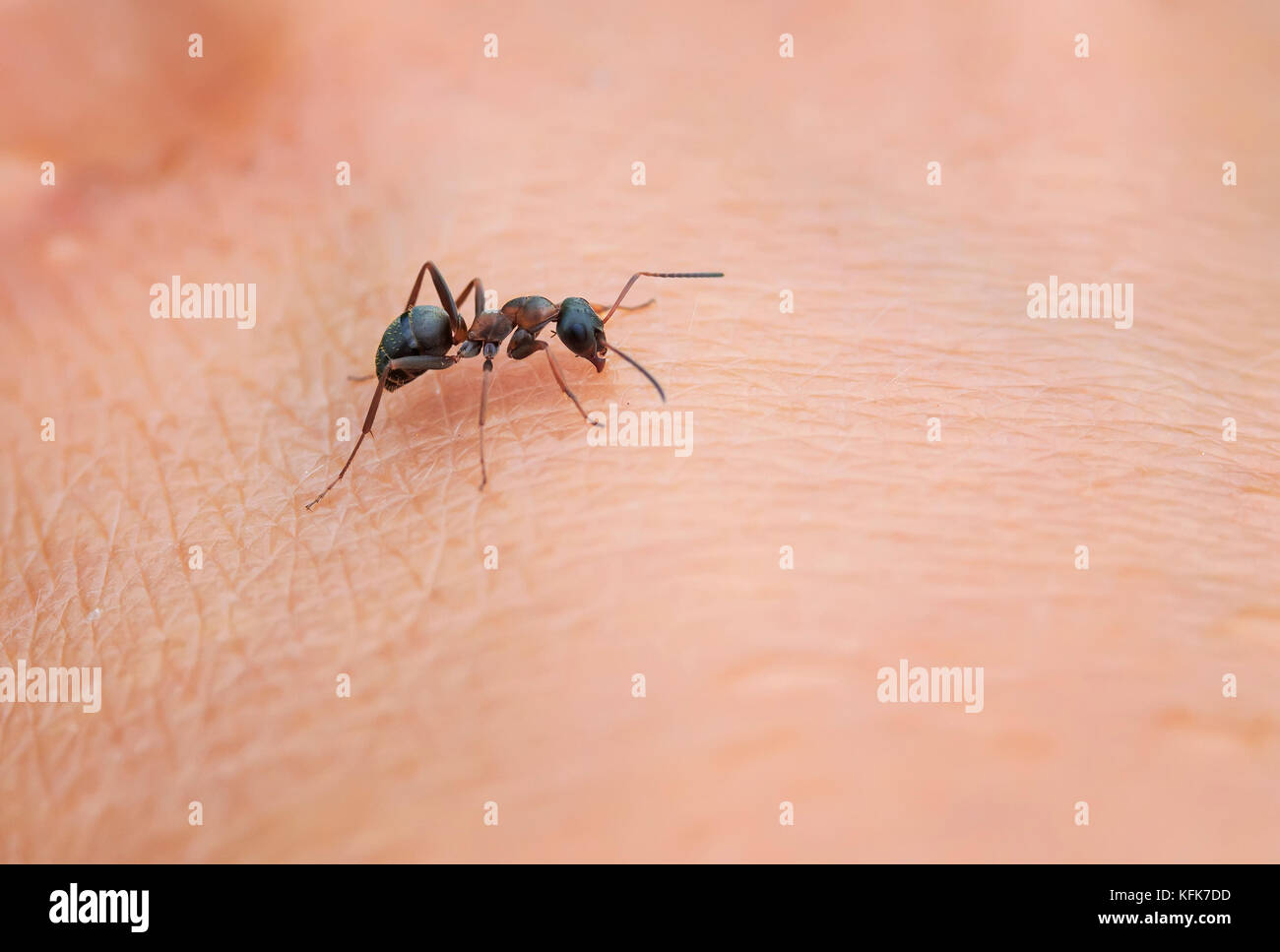 a small insect harmful brown ant crawling on the skin of the human hand ...