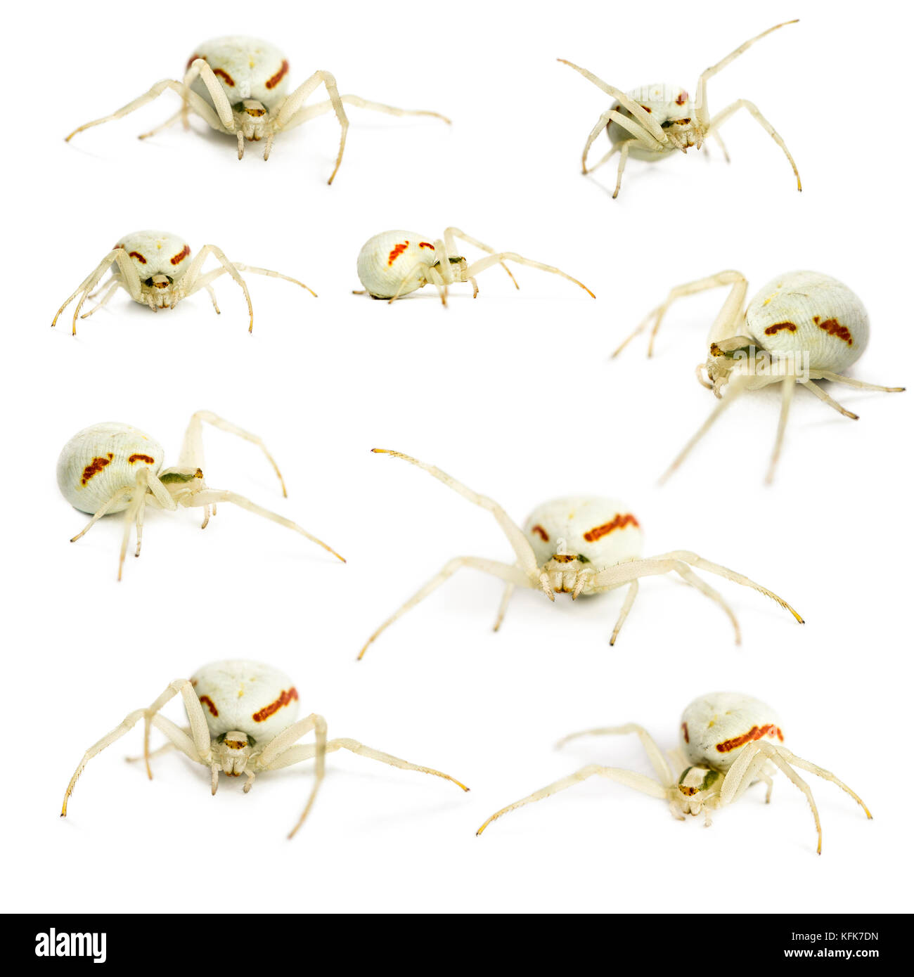 Golden Crab Spider, Misumena vatia in front of a white background Stock ...