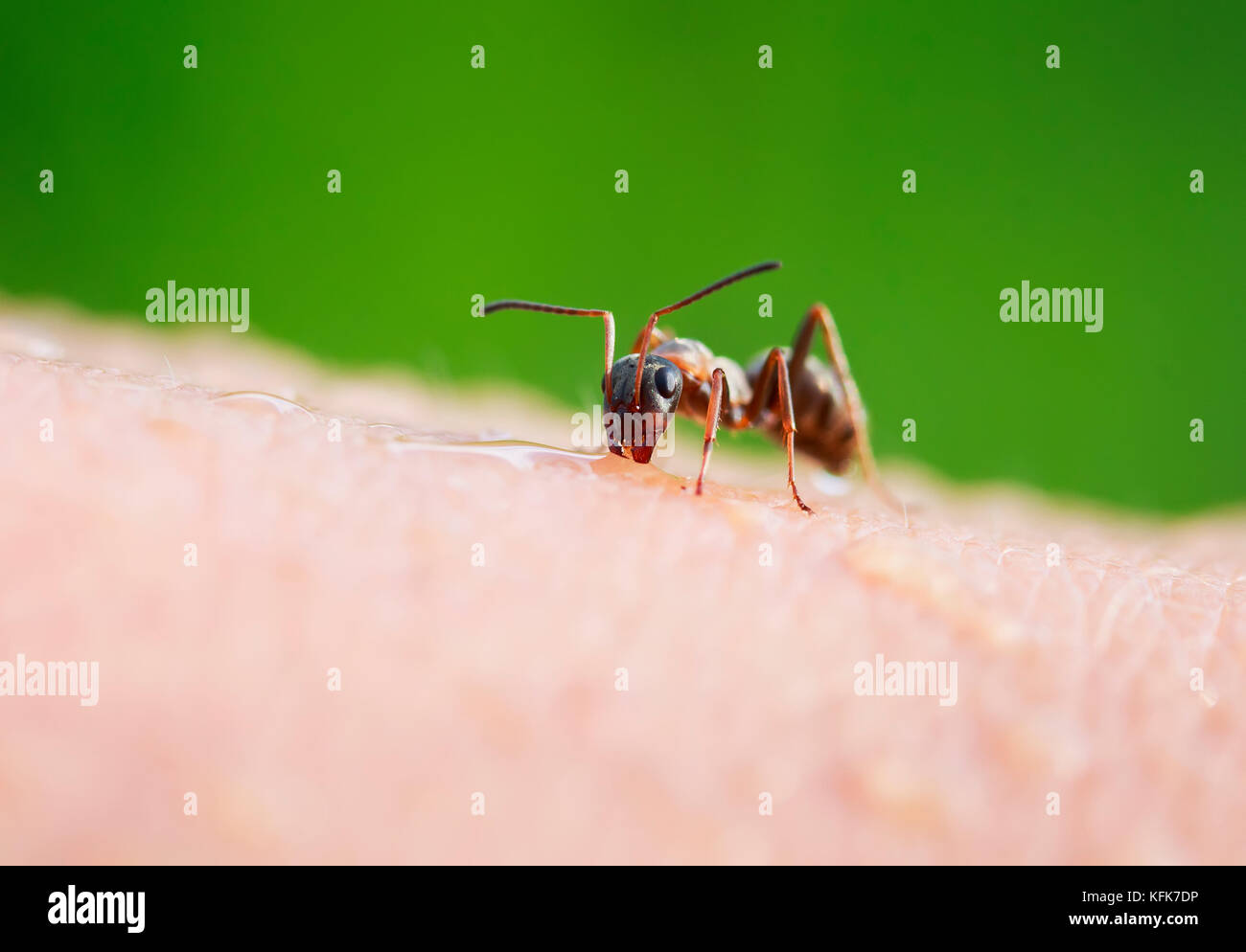 Ant Attack Stock Photos & Ant Attack Stock Images - Alamy