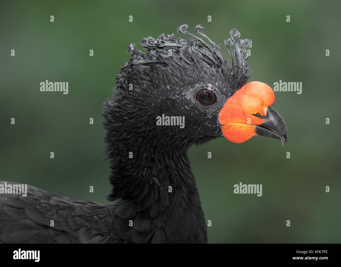 Male Wattled curassow (Crax globulosa) profile portrait Stock Photo - Alamy
