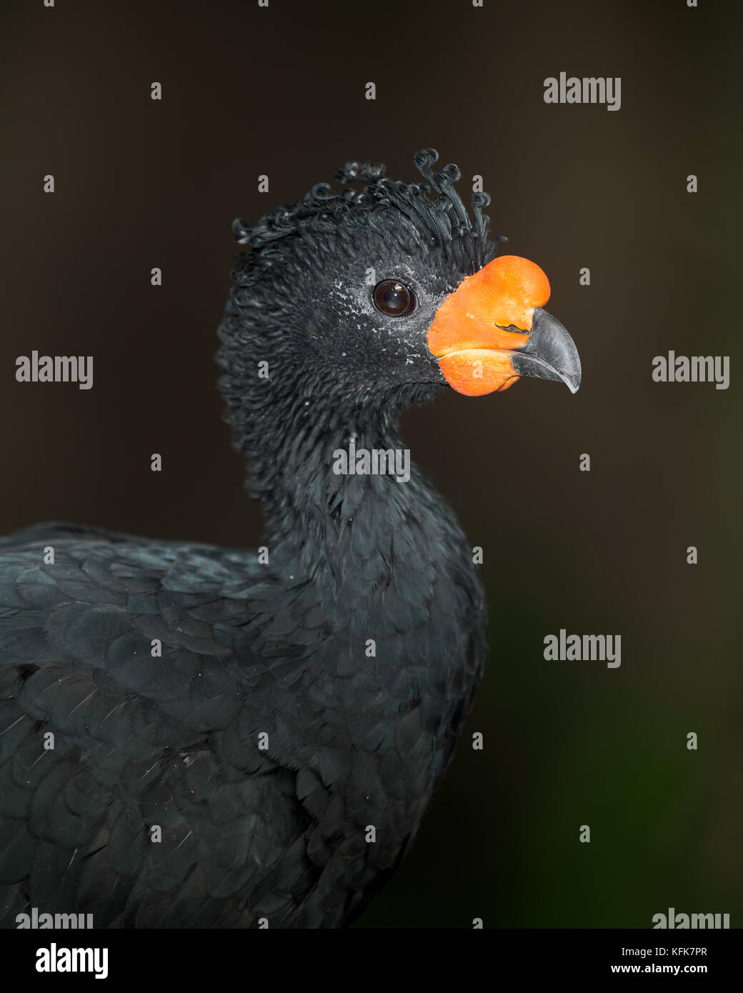 Male Wattled curassow (Crax globulosa) profile portrait Stock Photo - Alamy