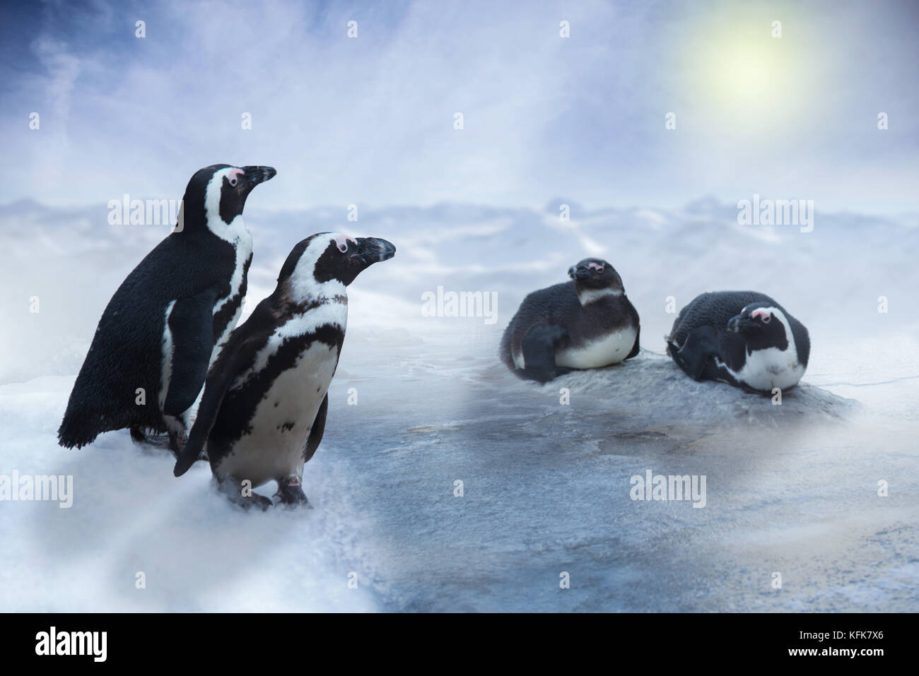 penguin in the snow and ice, blue sky and sun Stock Photo - Alamy