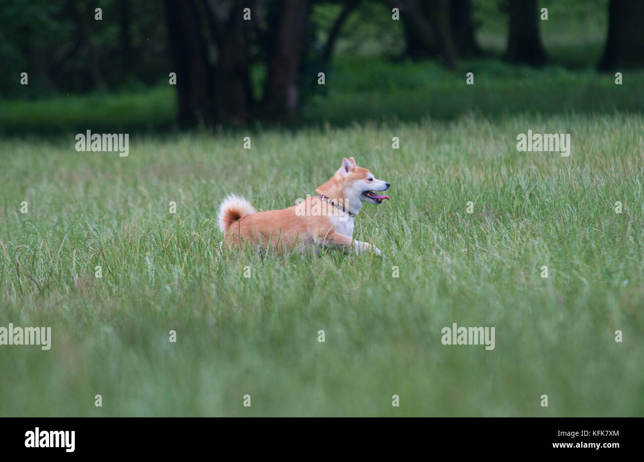 red happy shiba inu running on grass Stock Photo - Alamy