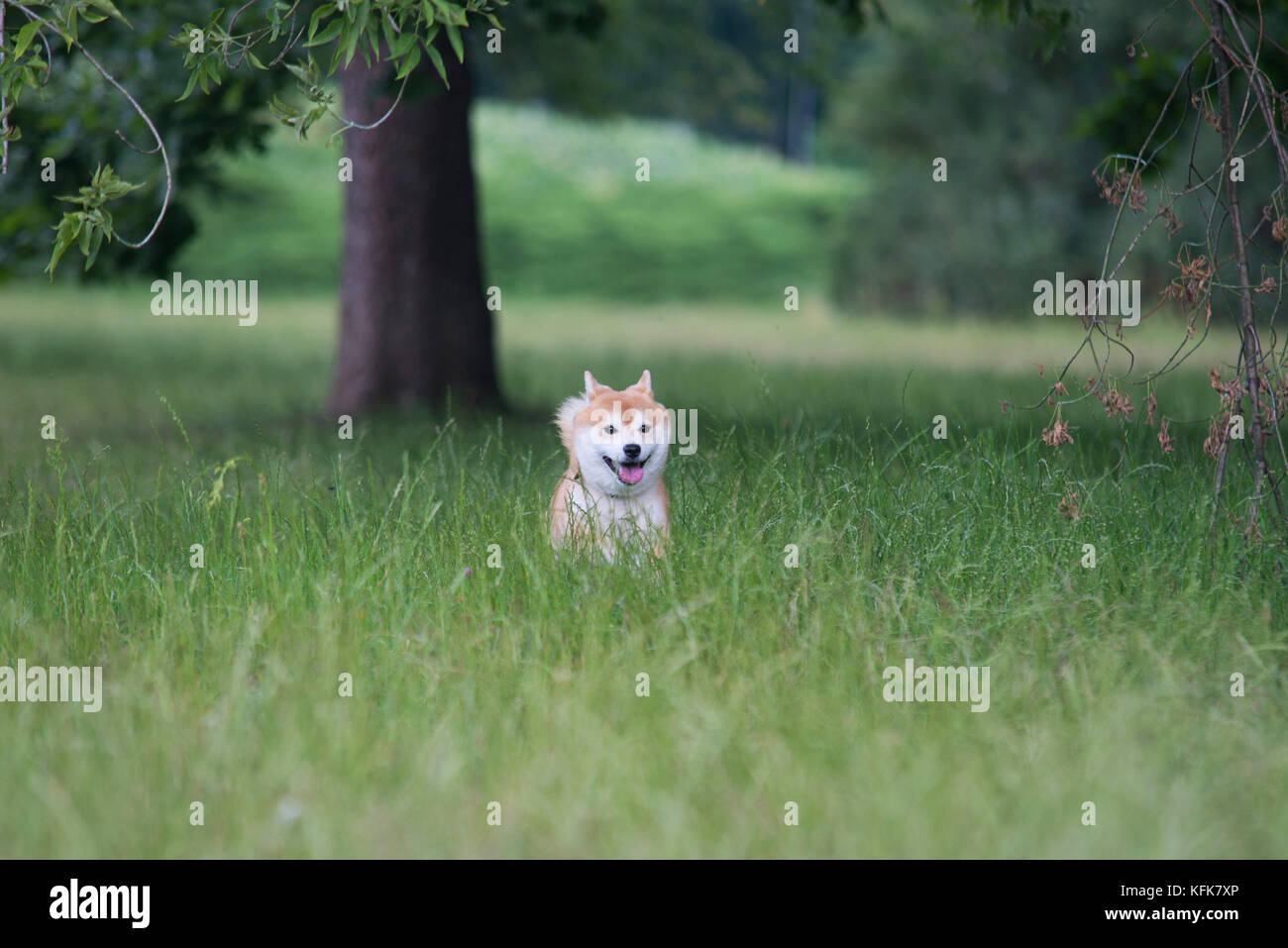 red happy shiba inu running on grass Stock Photo - Alamy