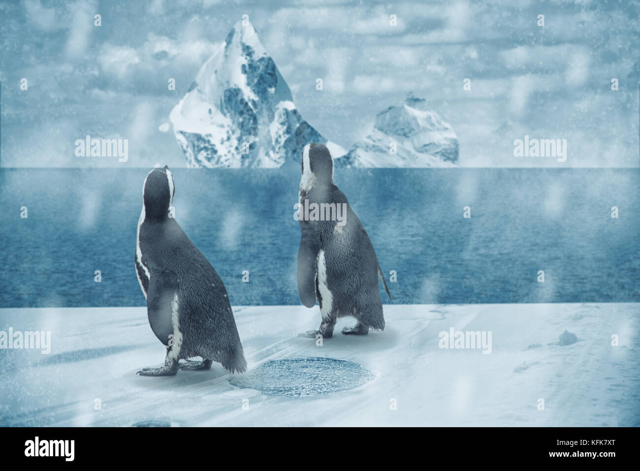 penguin in the snow and ice, storm with iceberg Stock Photo - Alamy