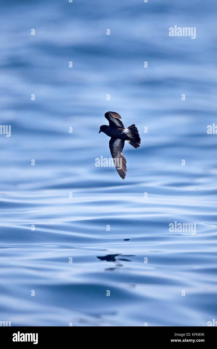 European Storm Petrel (Hydrobates pelagicus Stock Photo - Alamy