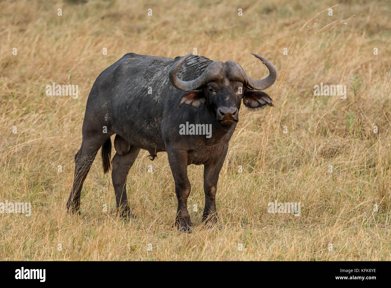 An African Buffalo bull in Namibian savanna Stock Photo - Alamy