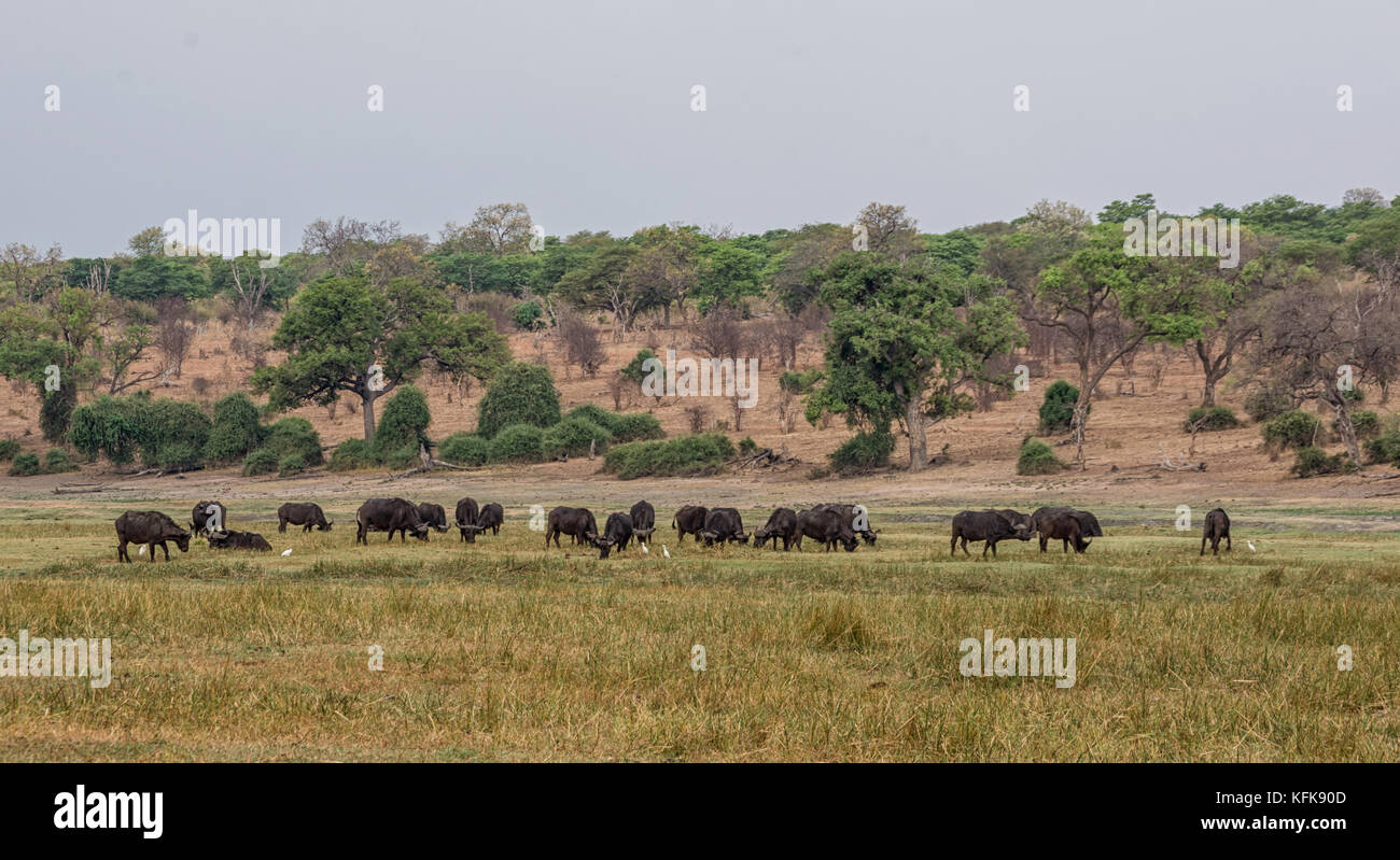 African buffalo grazing on savanna hi-res stock photography and images ...