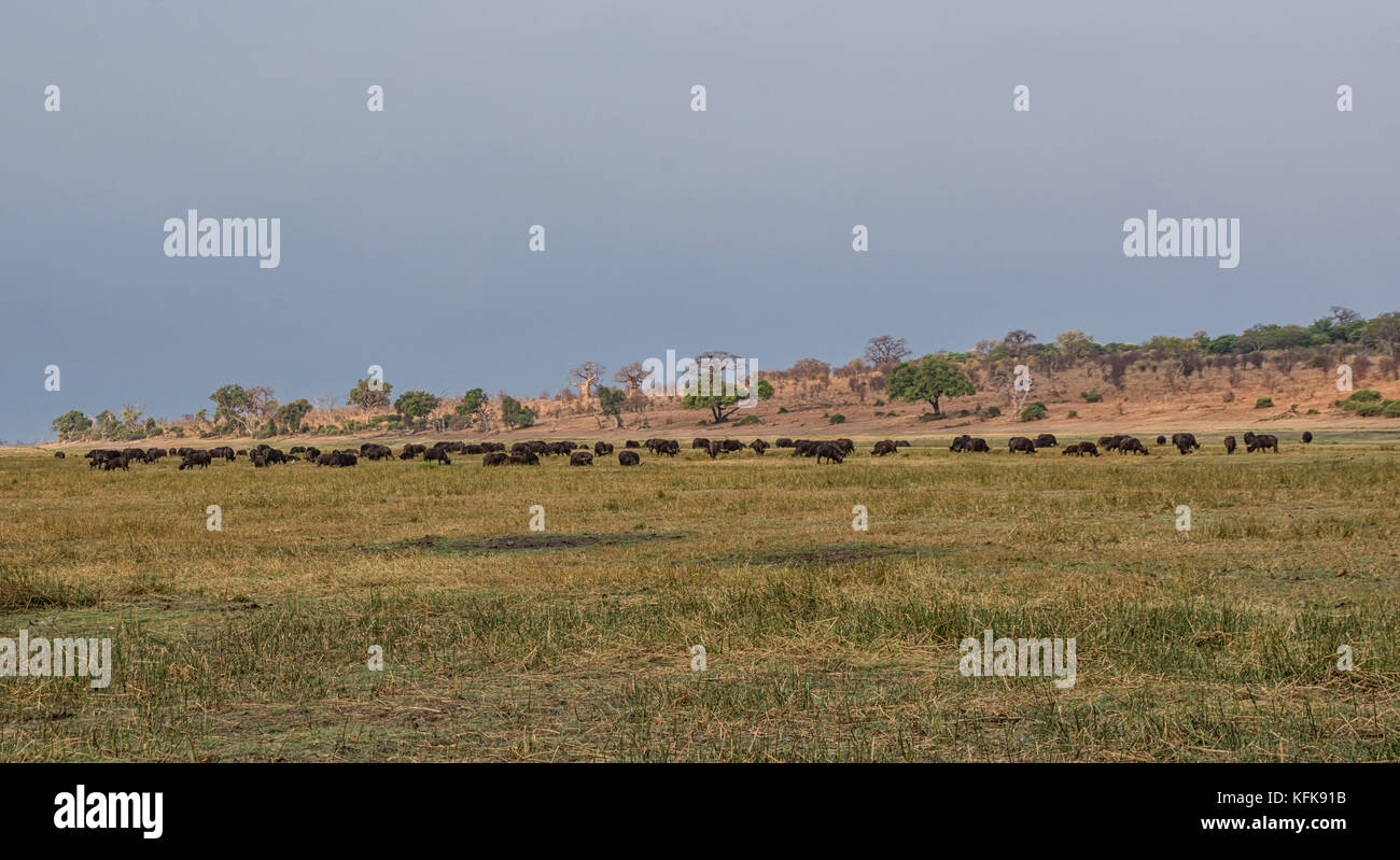 A herd of African Buffalo grazing on Namibian flood plains at dusk ...