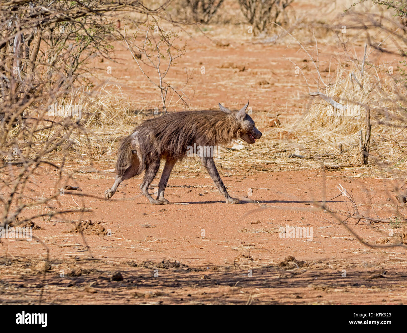 A Brown Hyena walking in Namibian savanna Stock Photo - Alamy