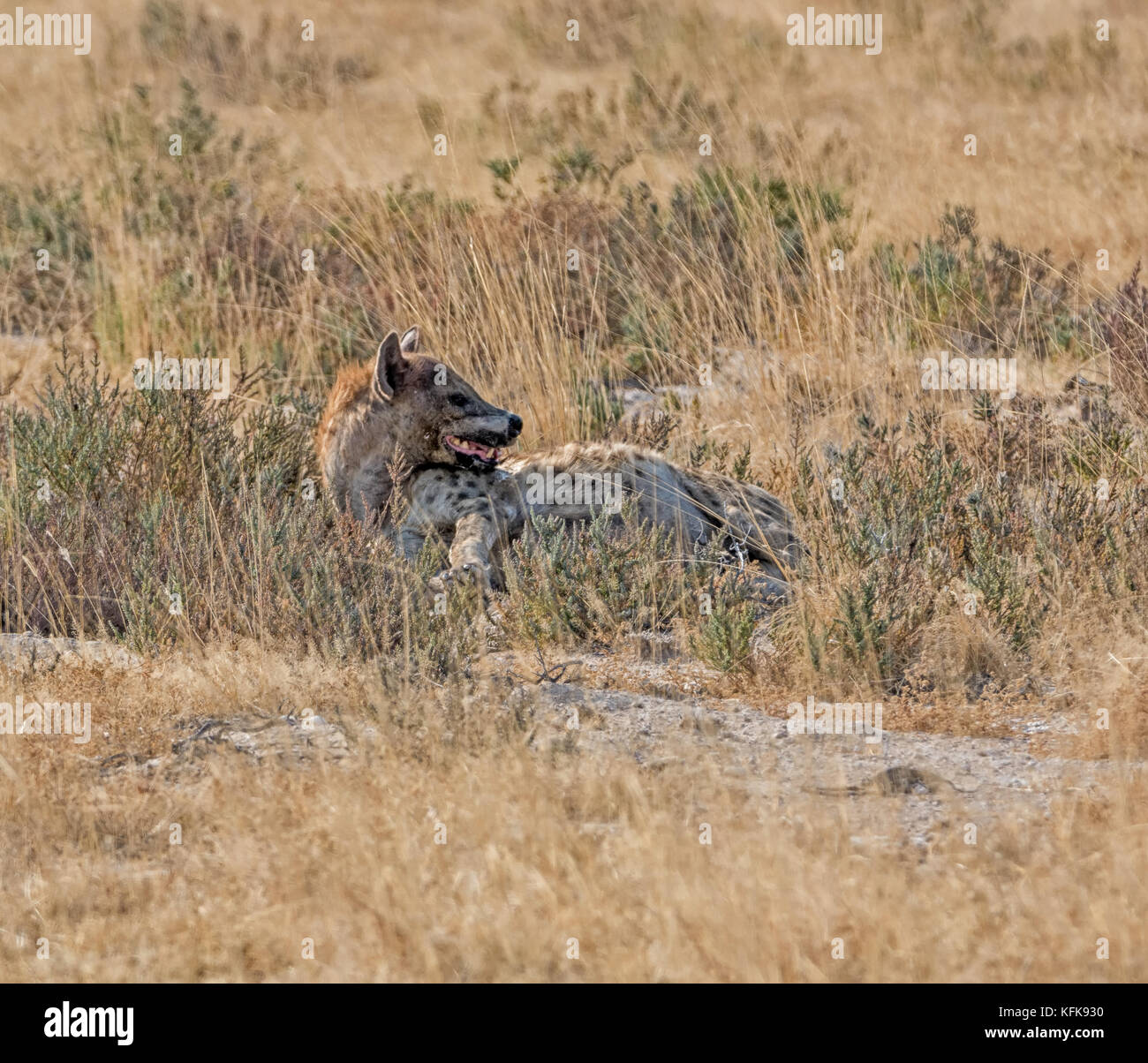 A solitary Spotted Hyena in Namibian savanna Stock Photo - Alamy