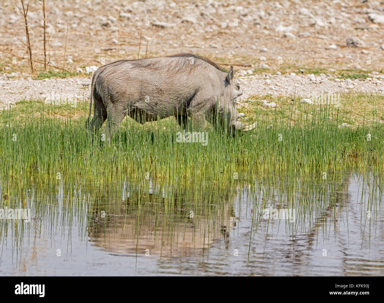 A Warthog foraging by a watering hole in Namibian savanna Stock Photo ...