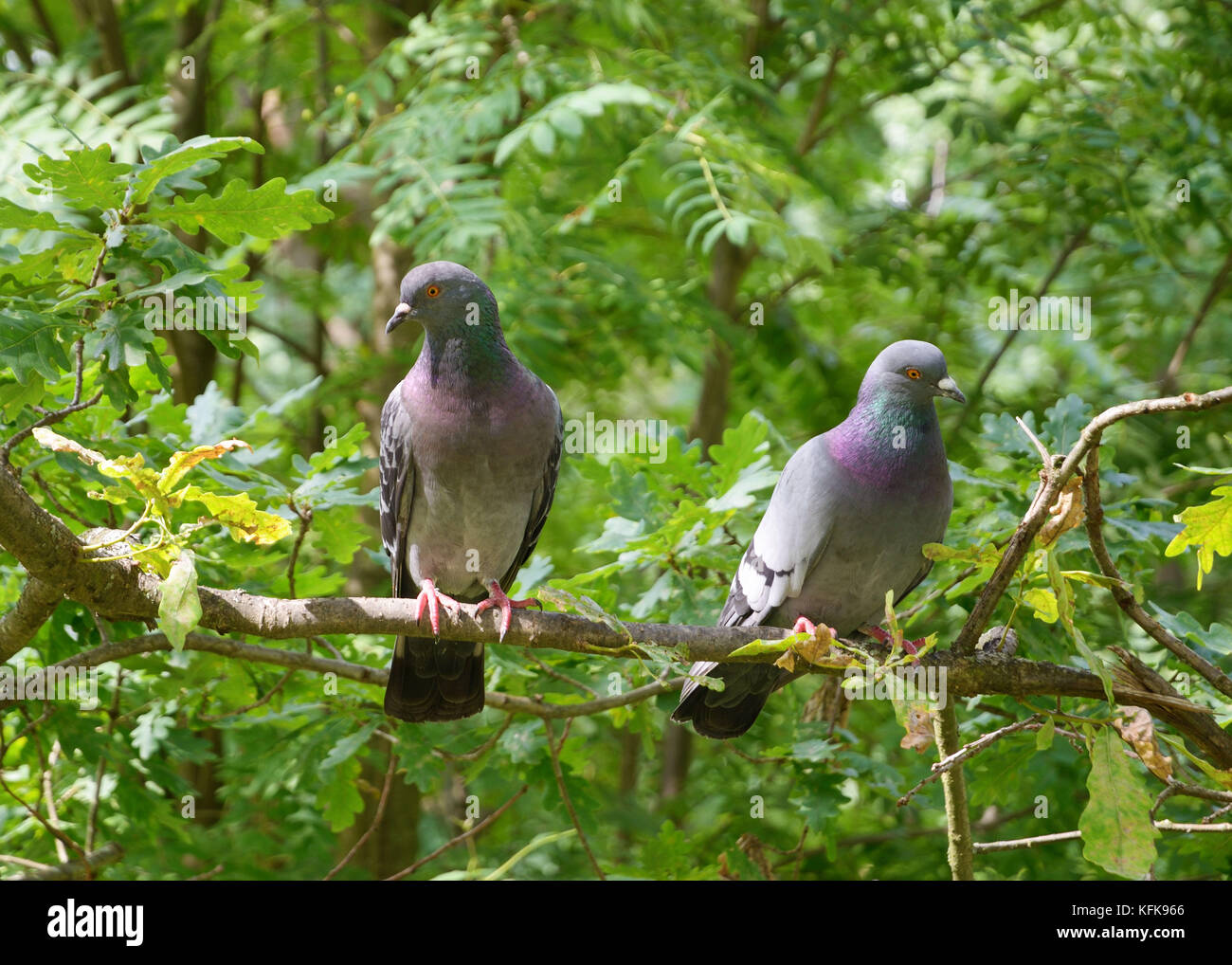 Two doves resting on a tree branch in the shade Stock Photo - Alamy