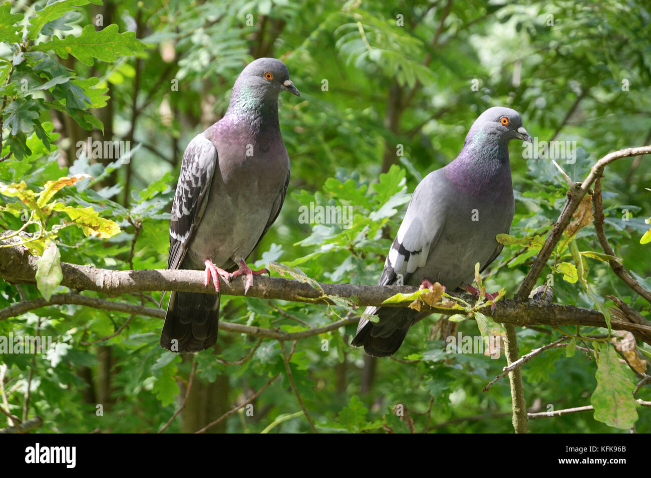 Two doves sit on the branch of a tree in the Park and rest Stock Photo ...