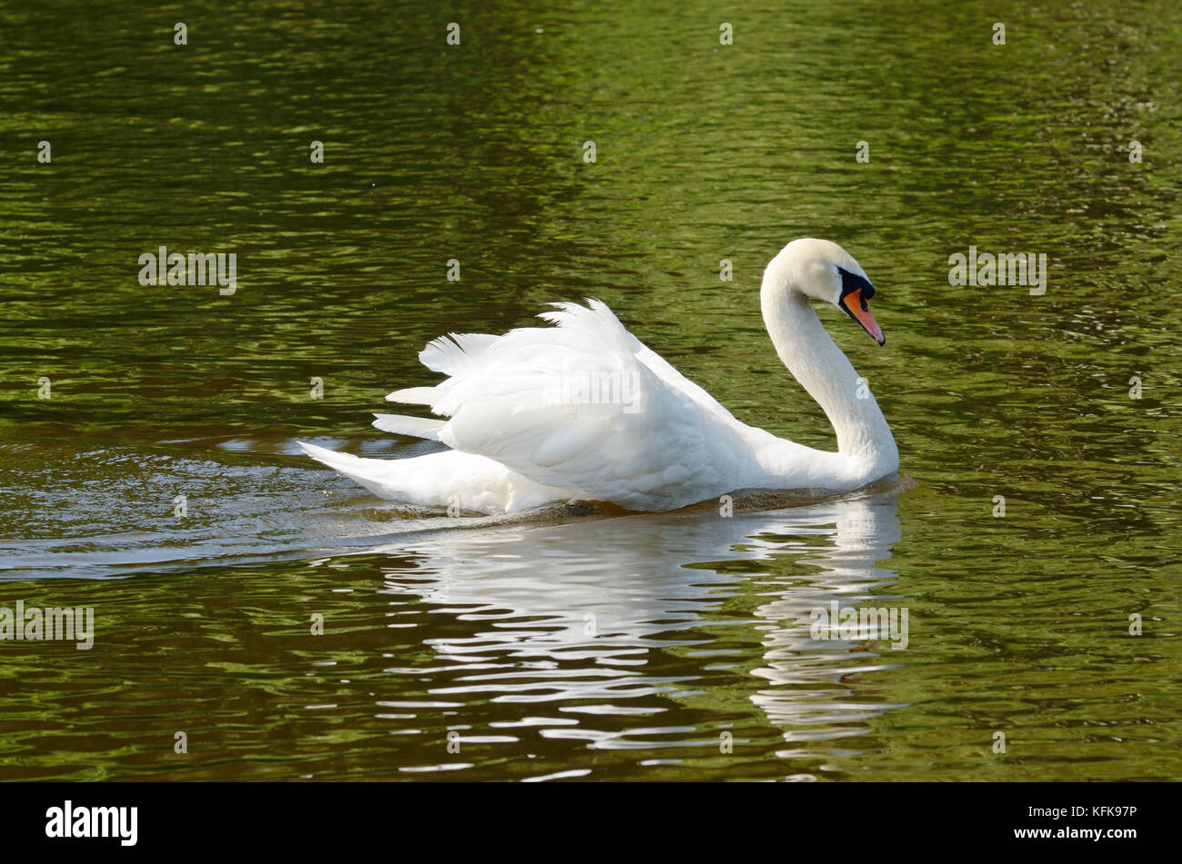 Swan is a very beautiful bird.She slowly and gracefully floating in the ...