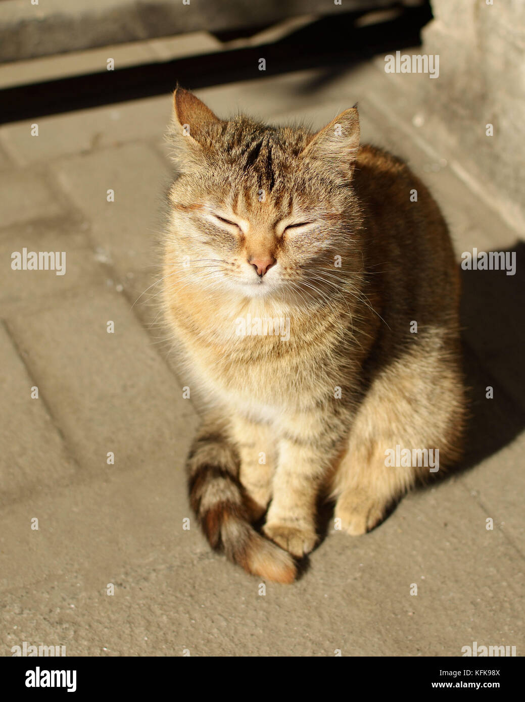 Cat keeps his head under the warm rays of the sun Stock Photo - Alamy