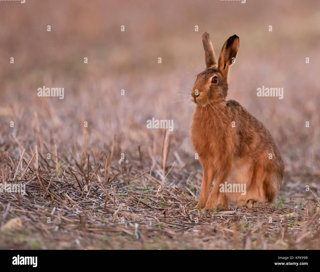 March Hare High Resolution Stock Photography and Images - Alamy