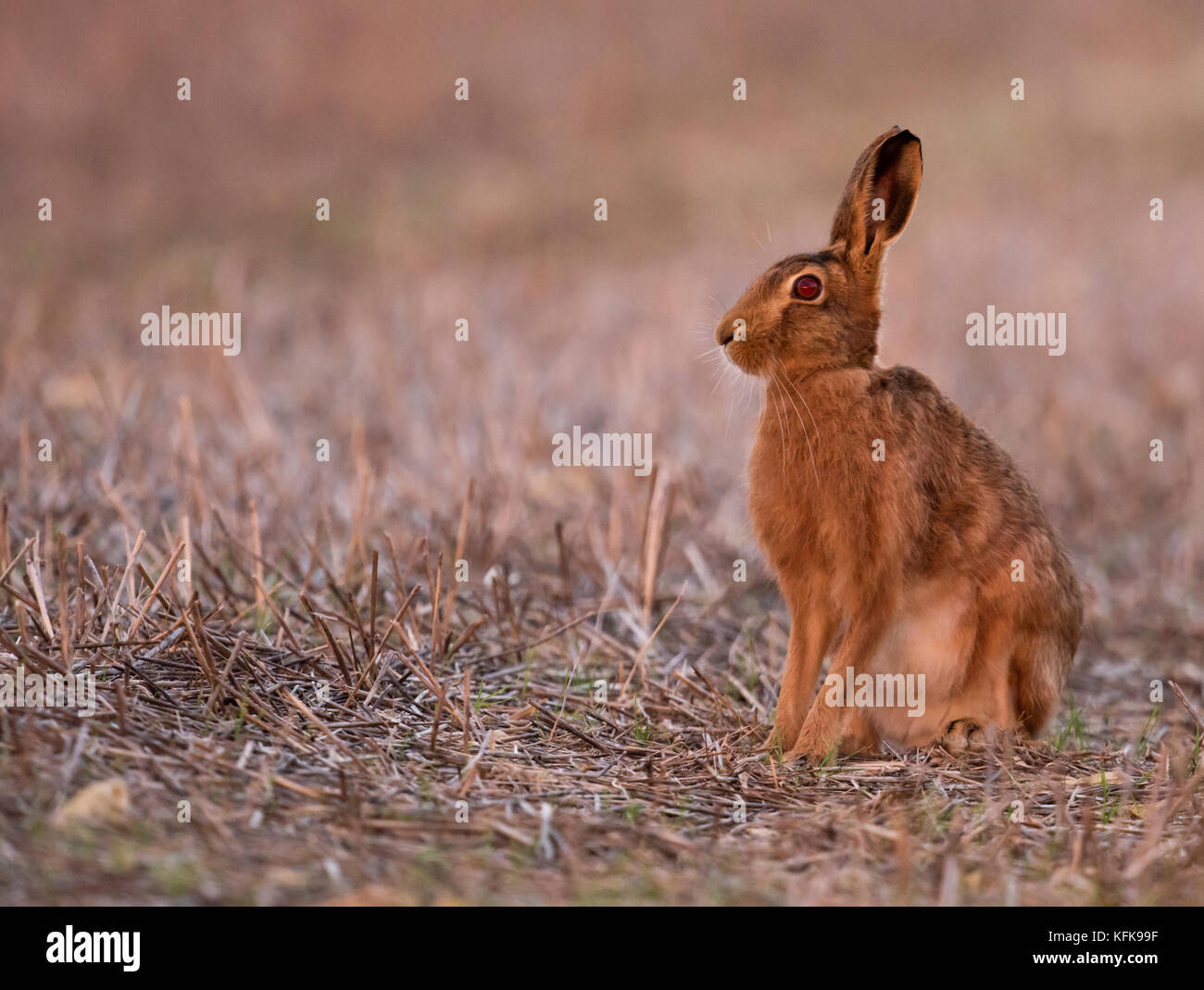 March Hare High Resolution Stock Photography and Images - Alamy
