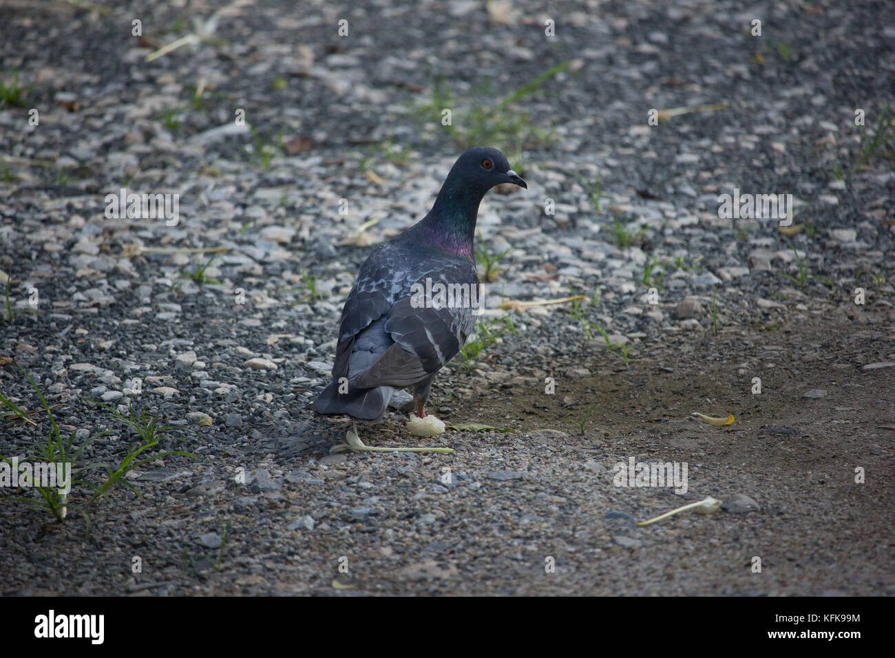 Close up of One Pigeon on Floor Stock Photo - Alamy