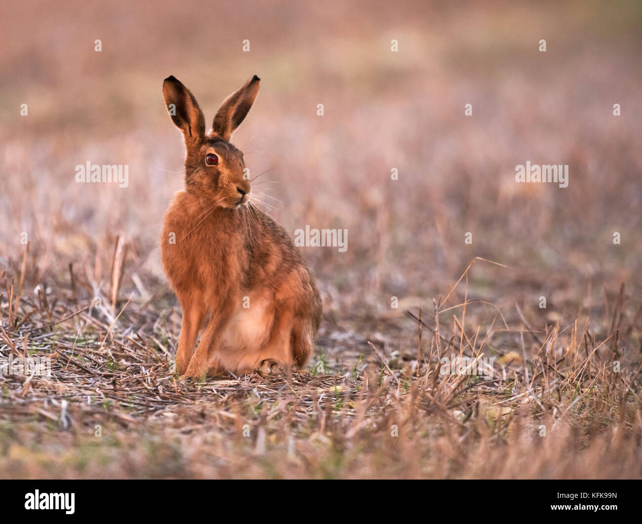 March Hare High Resolution Stock Photography and Images - Alamy