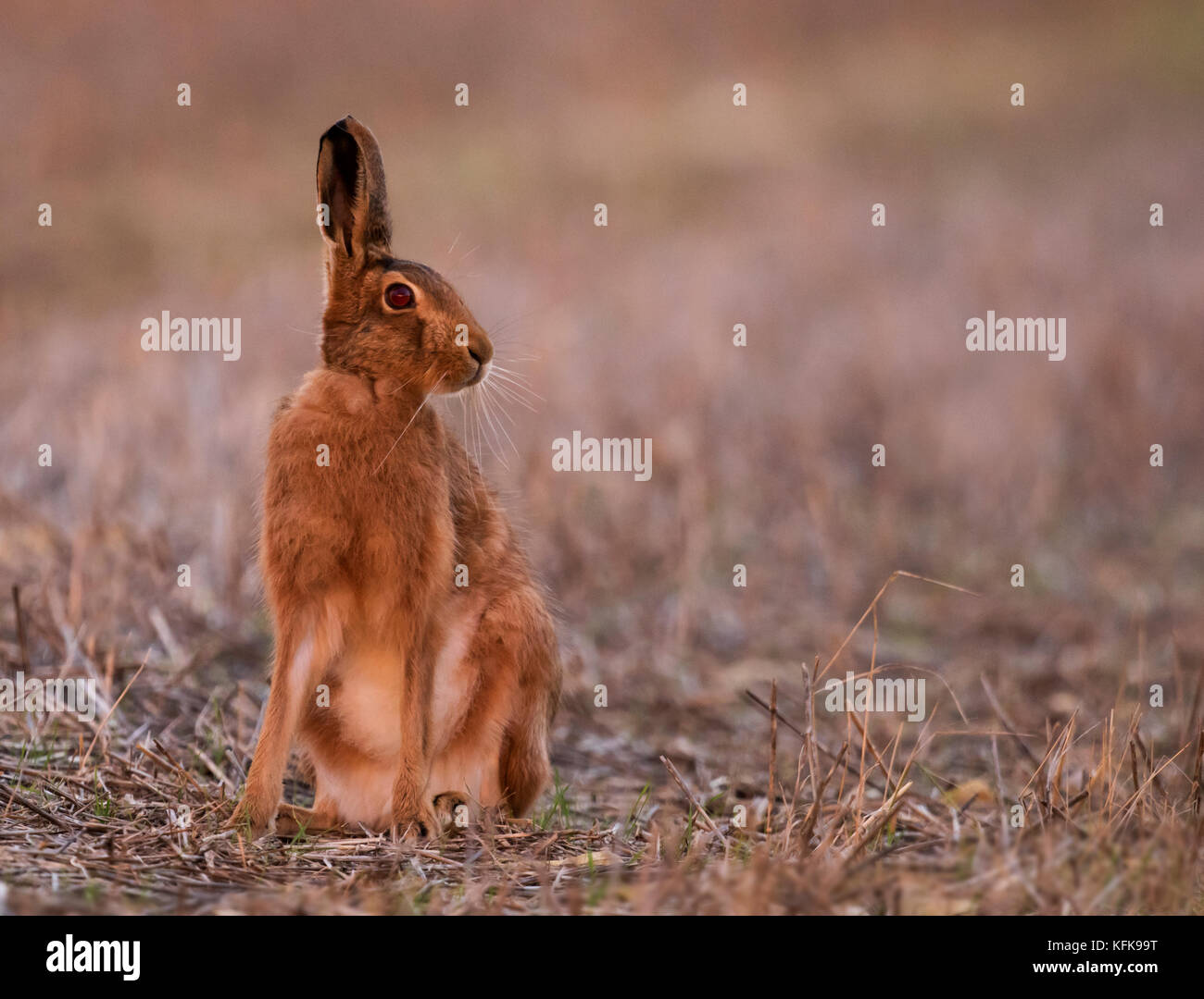 Brown Hare (Lepus europaeus) , Gloucestershire Stock Photo - Alamy