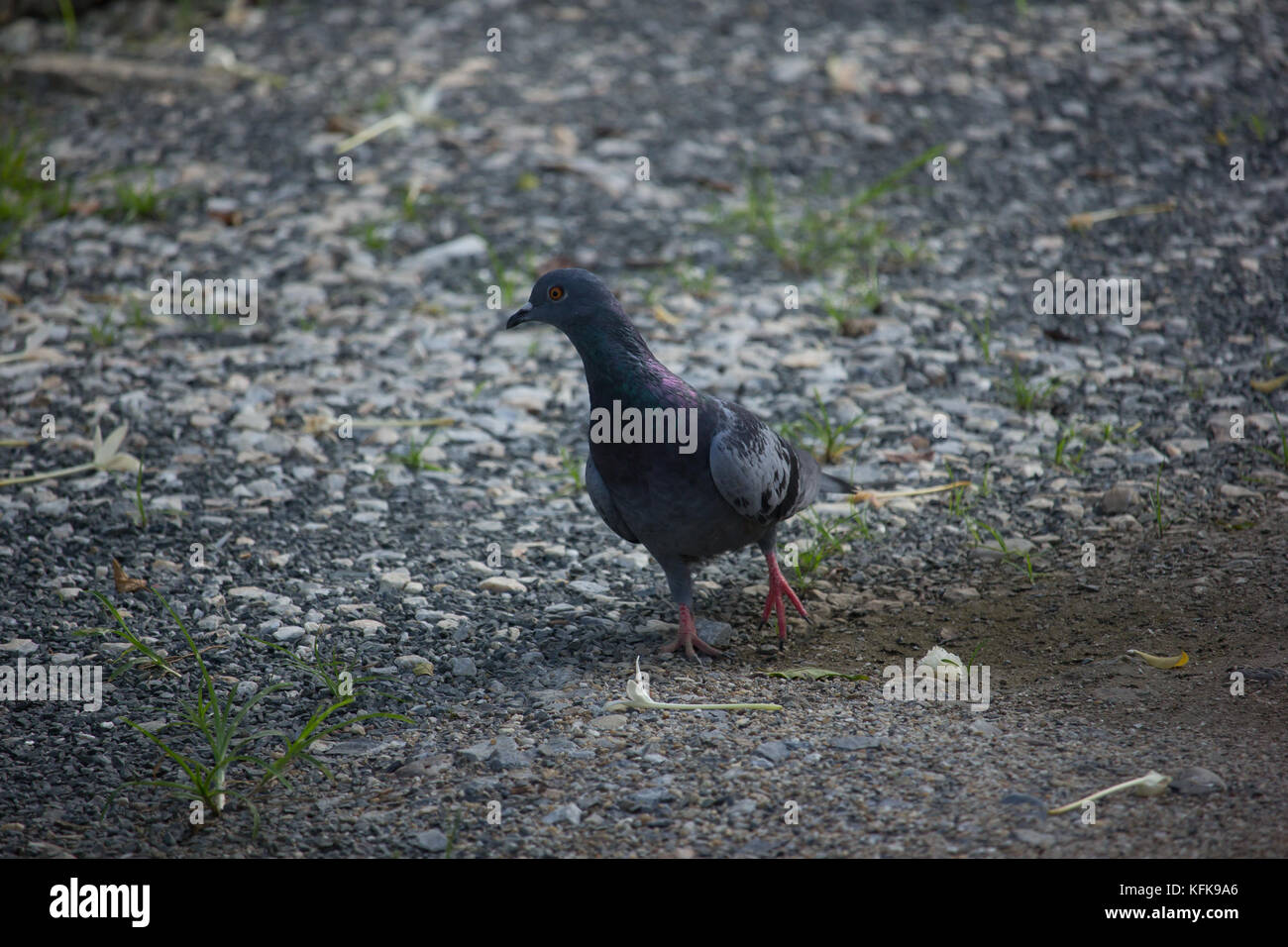 Close up of One Pigeon on Floor Stock Photo - Alamy