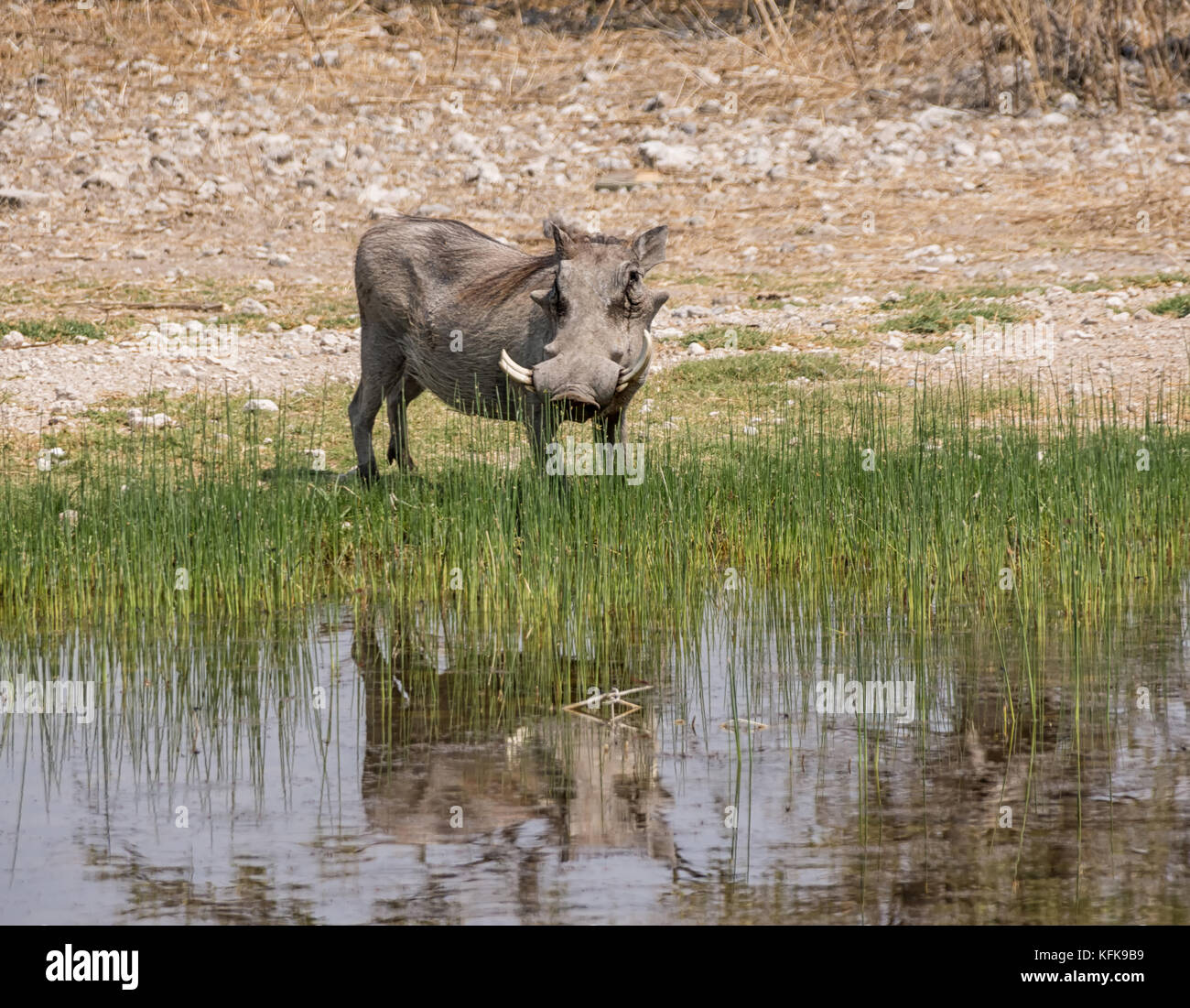 A Warthog foraging by a watering hole in Namibian savanna Stock Photo ...