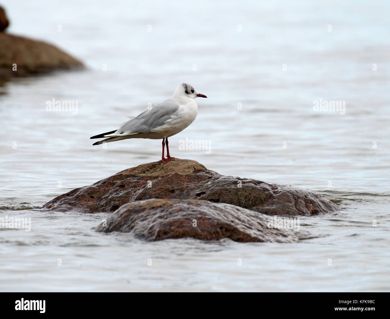 Protruding beak hi-res stock photography and images - Alamy