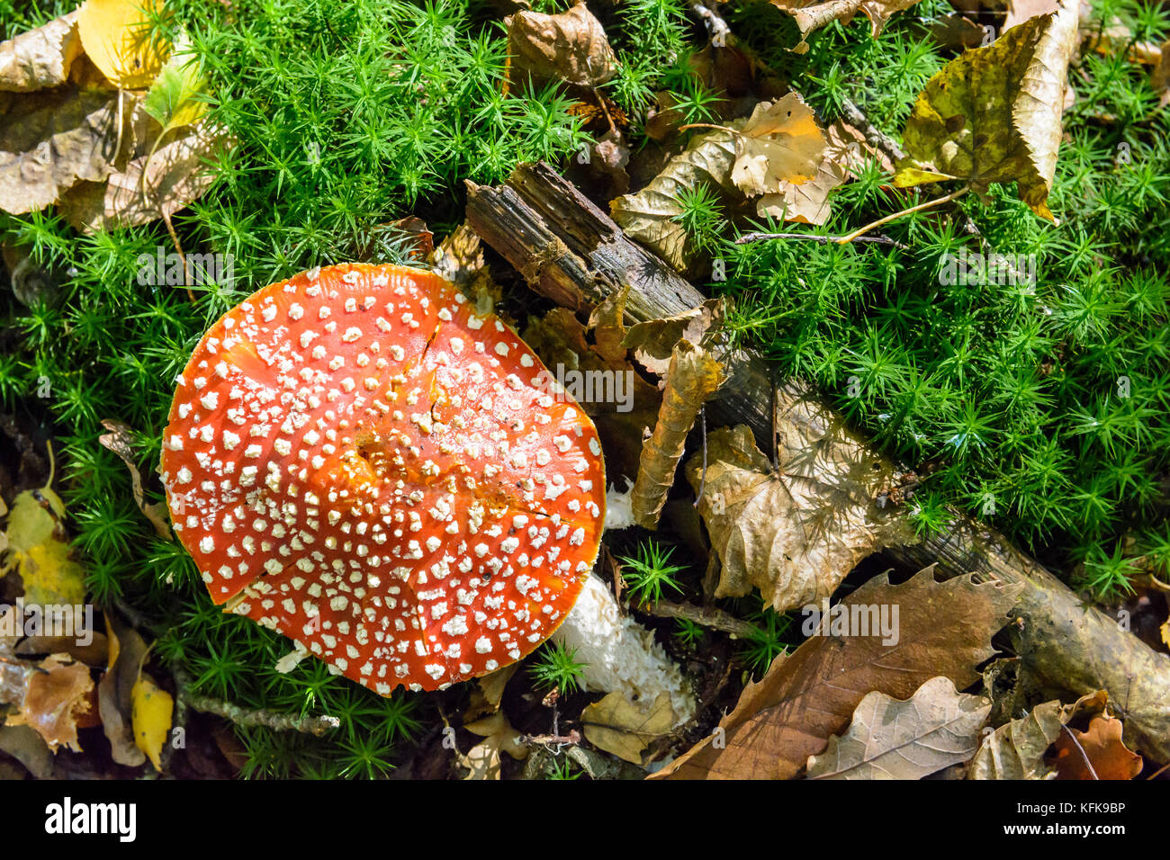 View from above of the white-spotted red cap of a fly agaric (Amanita ...