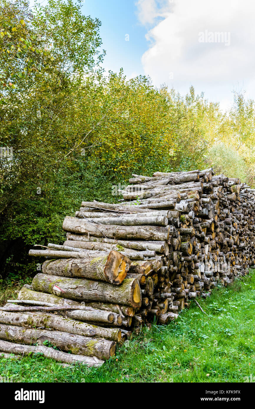 A cut wood pile along a logging road in a french forest Stock Photo - Alamy