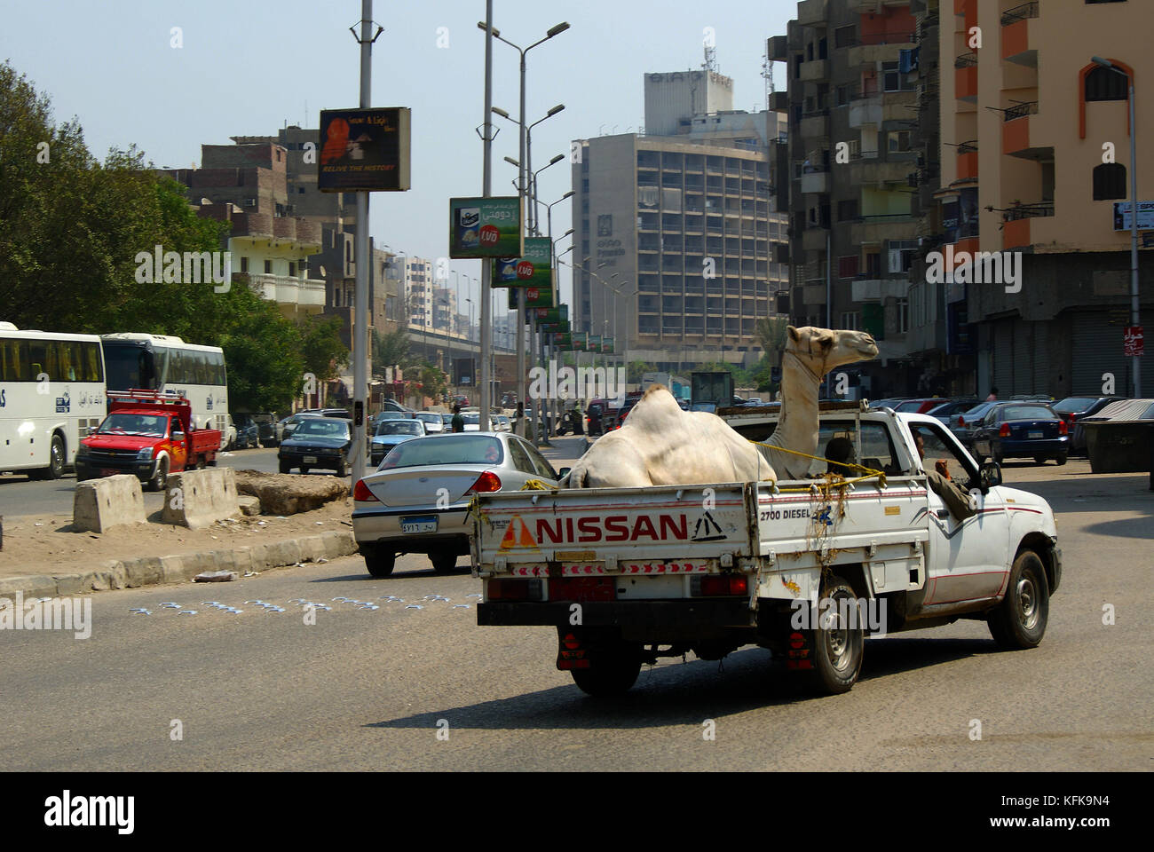 EGYPT, CAIRO - SEPTEMBER 19, 2010: a white camel with kind eyes is ...