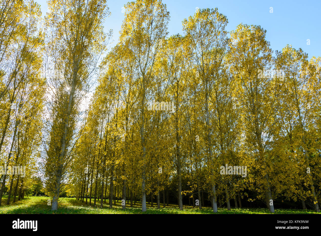 Yellow poplar tree hi-res stock photography and images - Alamy