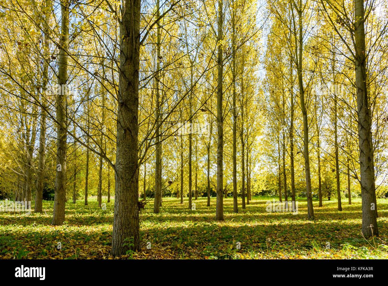 A poplar grove in a residential area in the suburbs of Paris, France ...