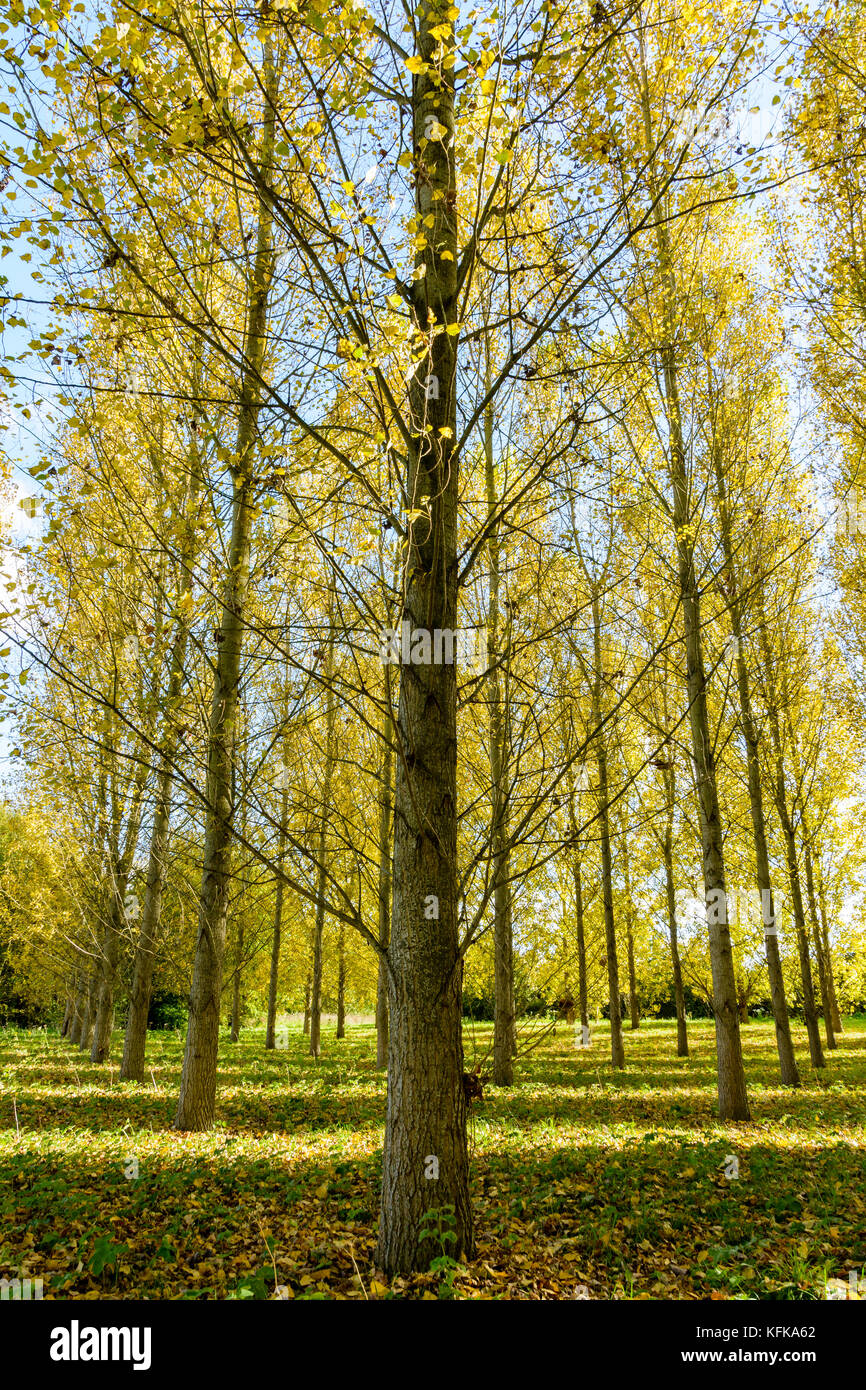 A poplar grove in a residential area in the suburbs of Paris, France ...